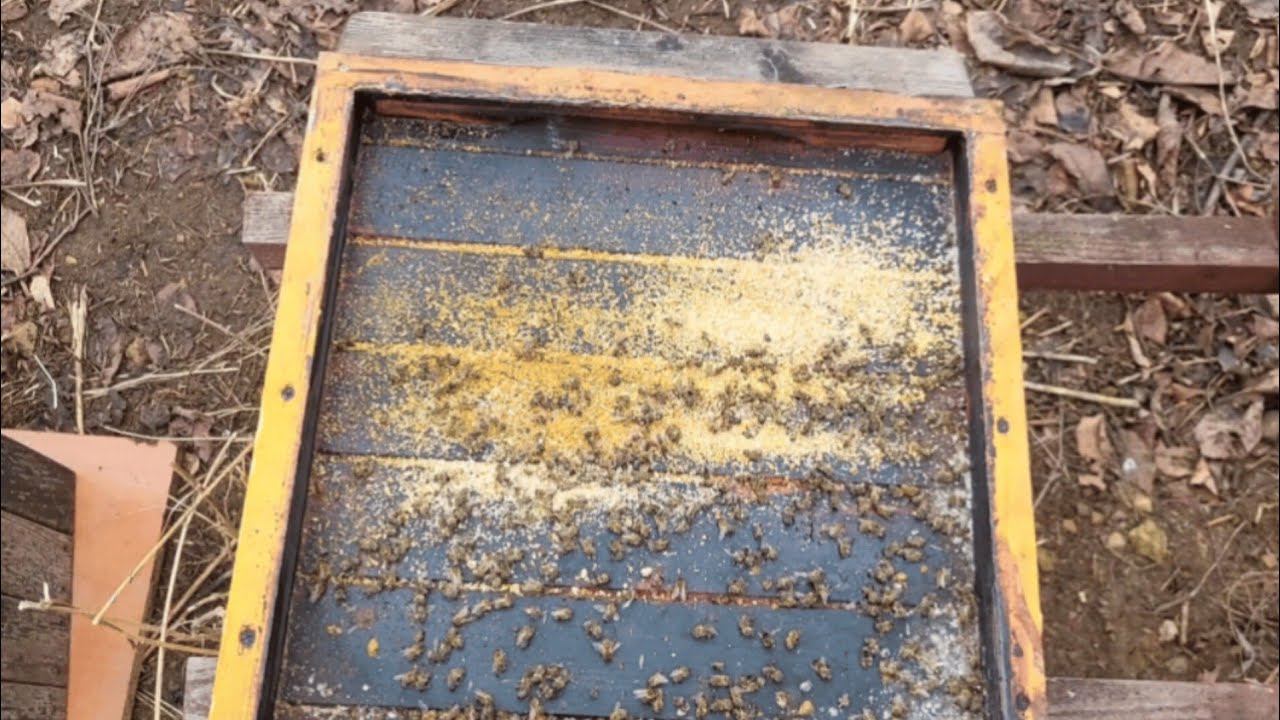 Czyszczenie dennic. Idzie ładna pogoda, czas na zioła, czosnek. #bee # ...