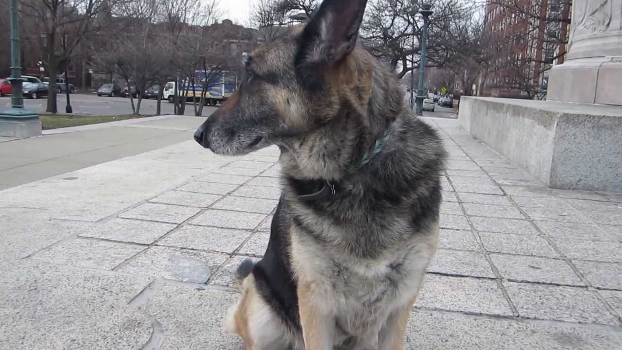 German Shepherd-Sit and Stay - Good dog - YouTube