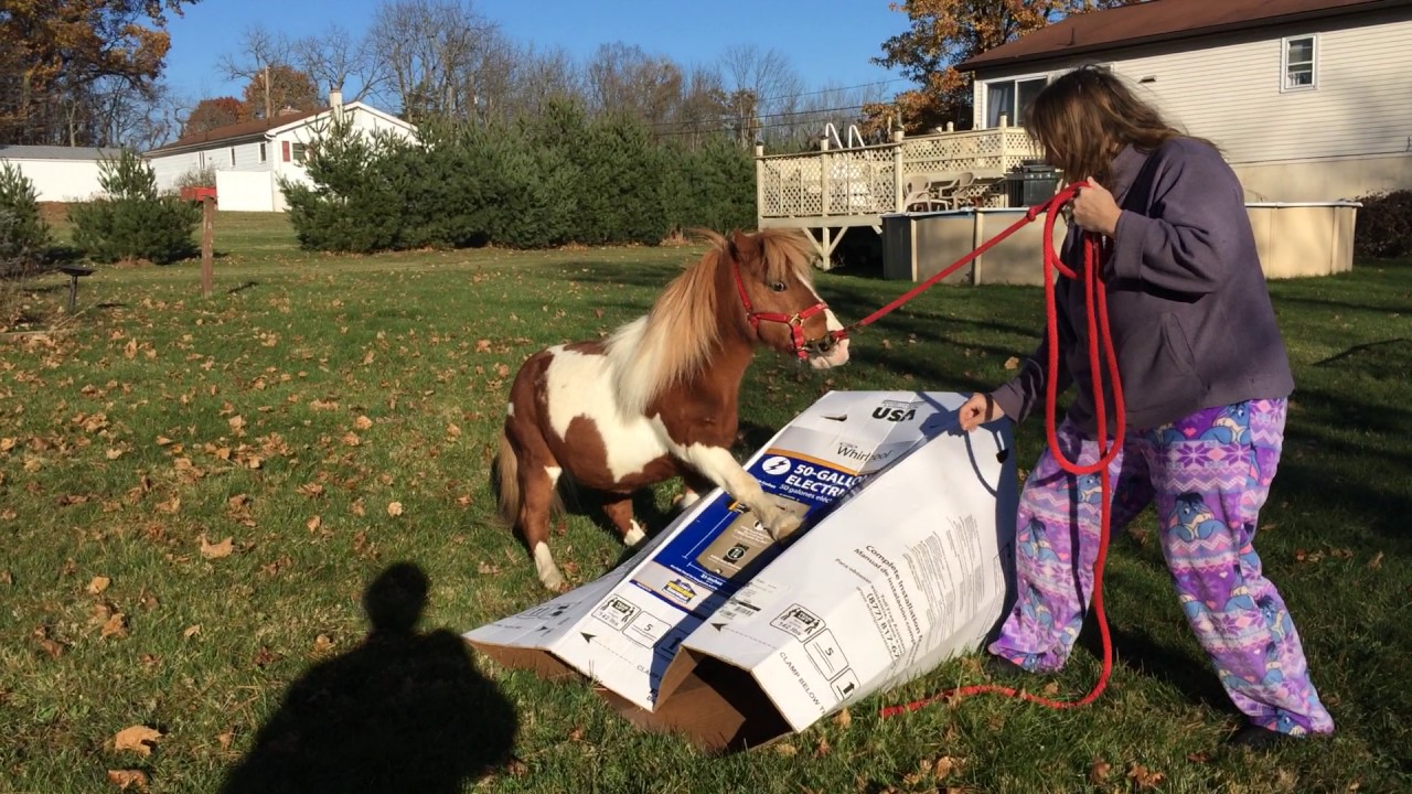 Box crushing Mini Horse - YouTube