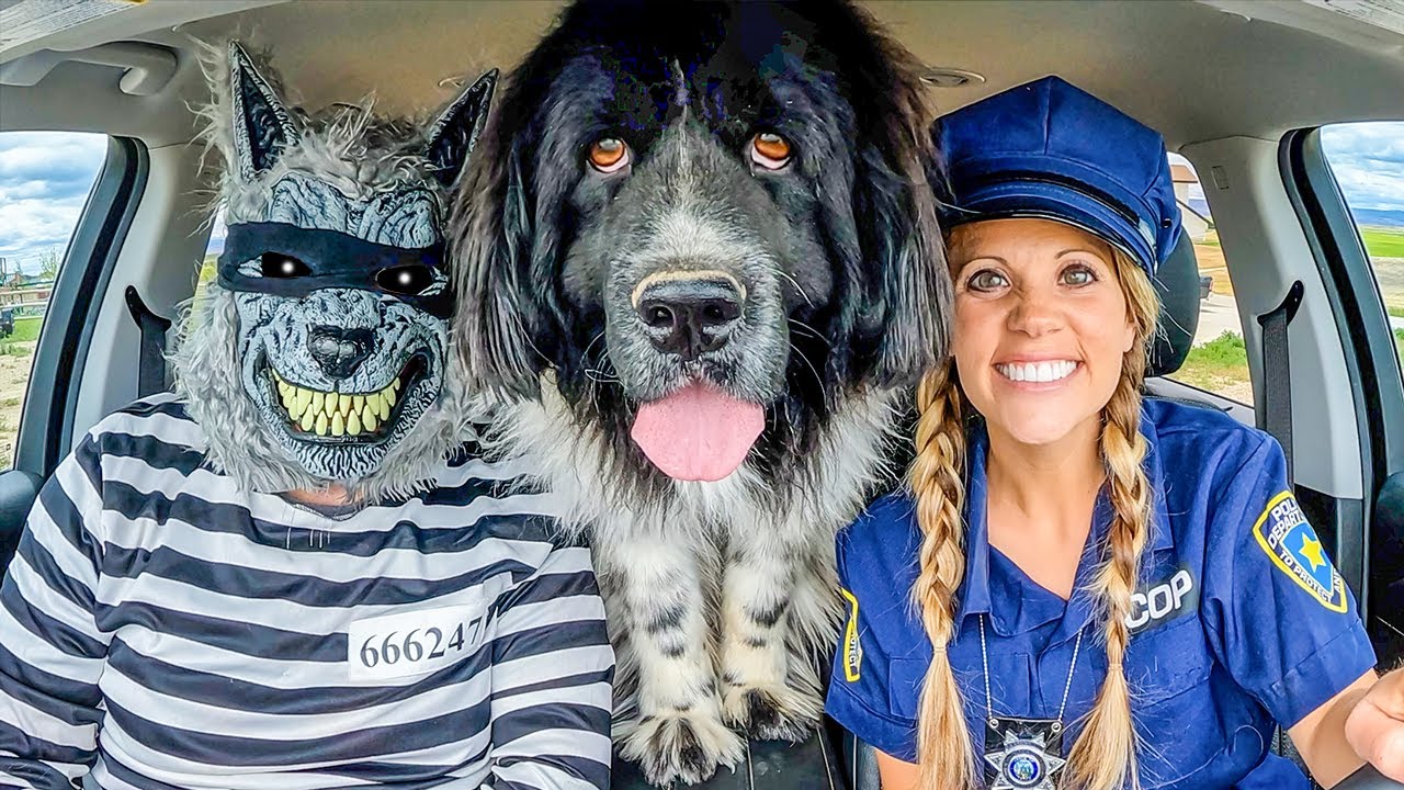 Police Surprises Robber Wolf with Car Ride Chase! - YouTube