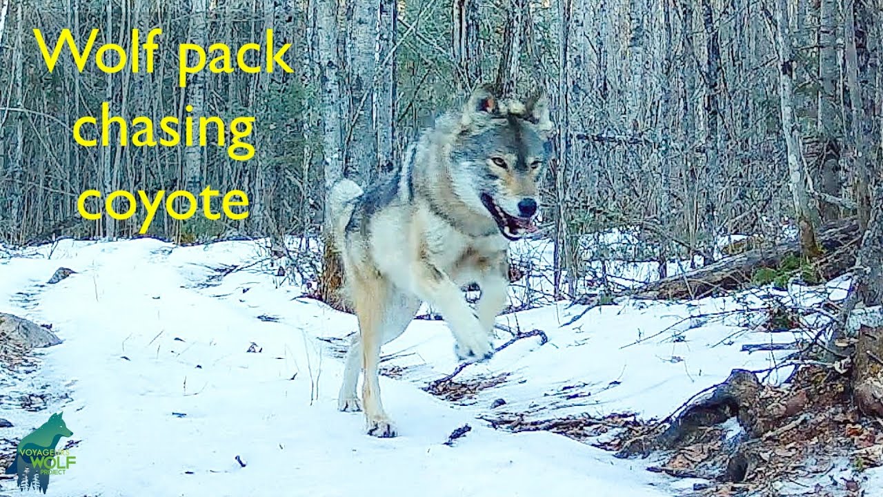Wolf pack chasing a coyote - YouTube