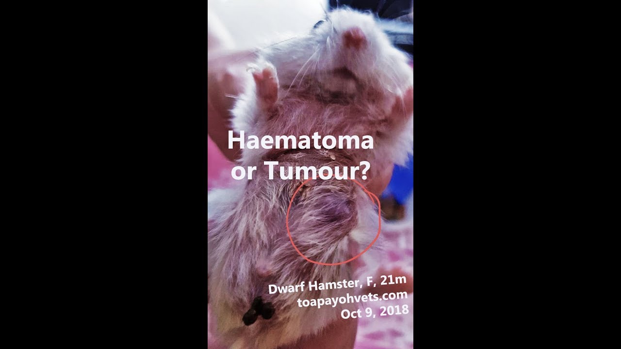 A 21-month-old dwarf hamster is very itchy and has a purplish lump. Pt ...