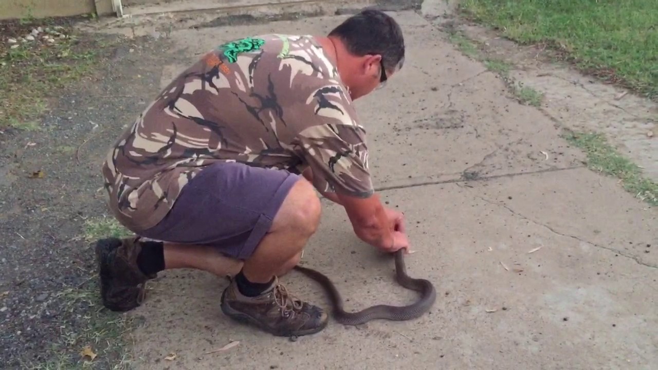 Huge Mozambique spitting cobra caught in house - YouTube