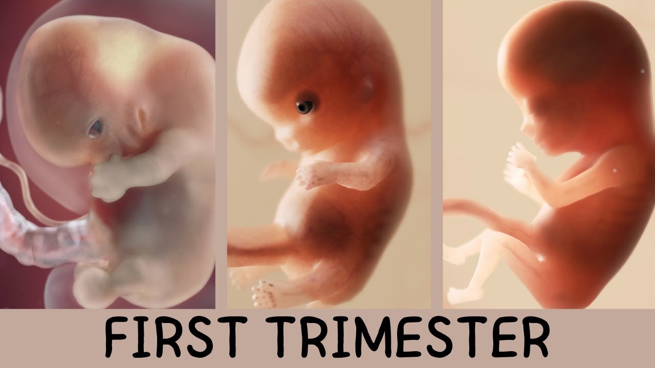 FIRST TRIMESTER All THE SIGNS & SYMPTOMS | How to cope in your First ...