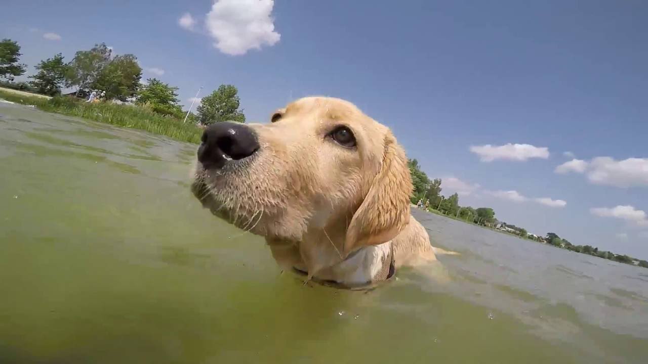 Labrador Retriever LUCKY - YouTube