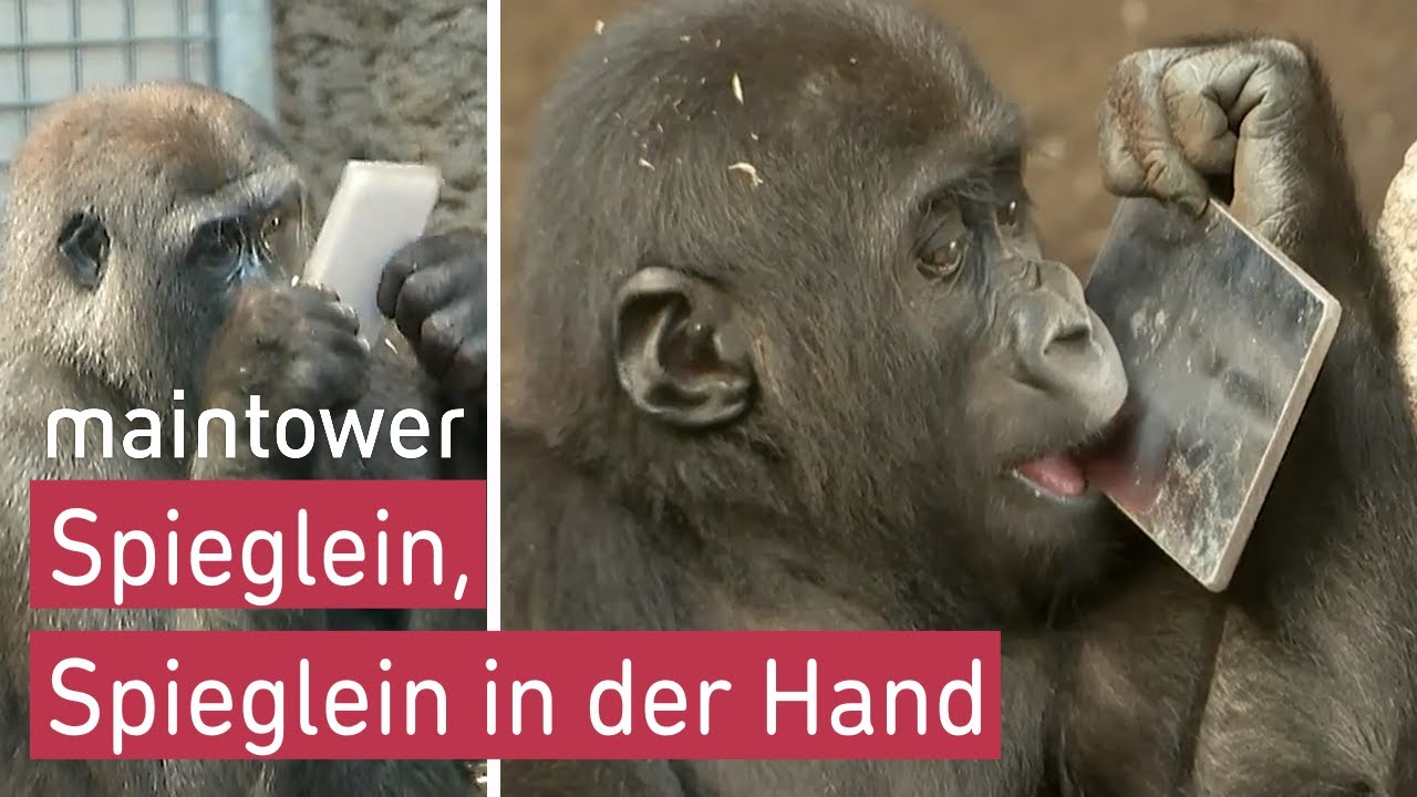 Affe im Spiegel | maintower - YouTube