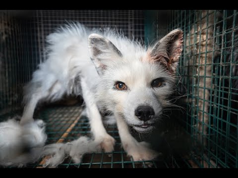 Undercover investigation on six fox farms in Finland revealed suffering ...