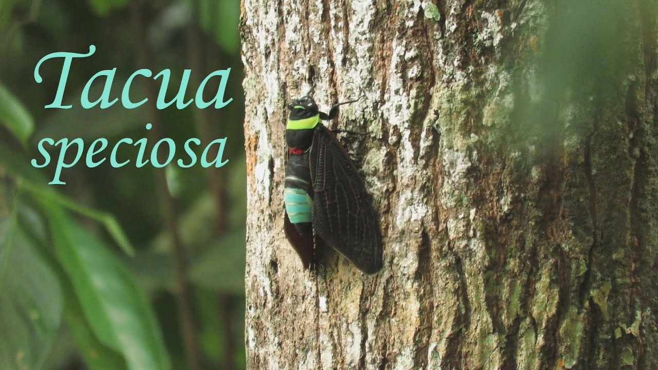 Tacua speciosa (24Apr2016d) - YouTube
