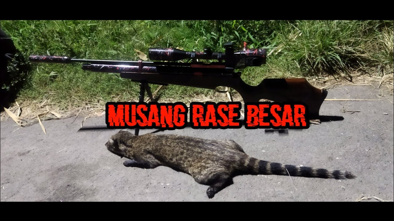 hunting musang rase malam ‼️ - YouTube