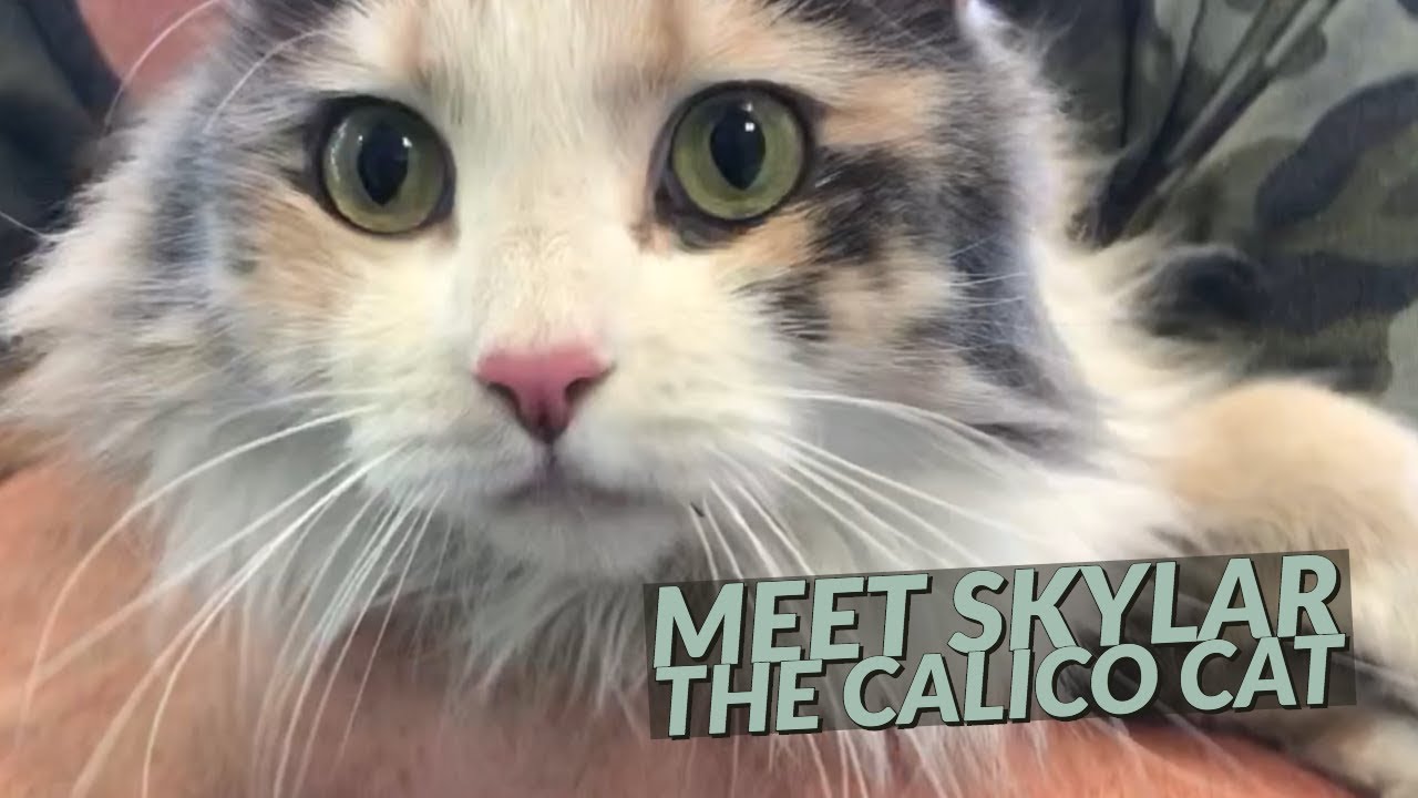 We've Got A Calico Named Skylar Now Available In New Milford - YouTube