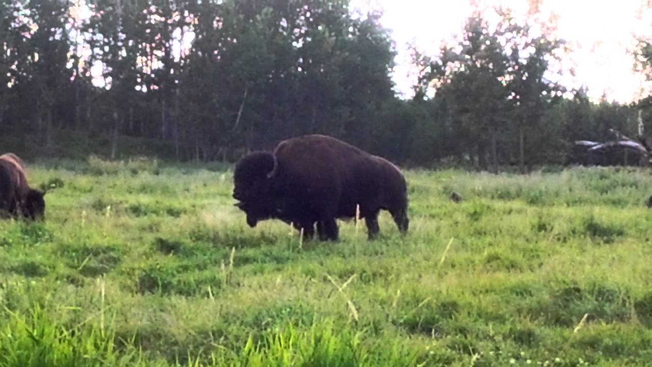 Bison Roaring - YouTube
