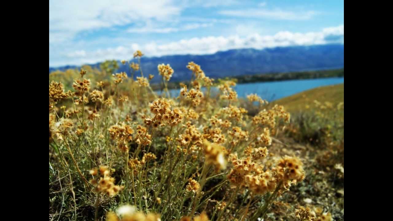 Pictures 2011 Sony Alpha 330 DSLR [Full HD] 1080p