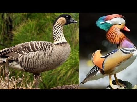 Imprinting Duck/Goose Project. What Should I get??? - YouTube
