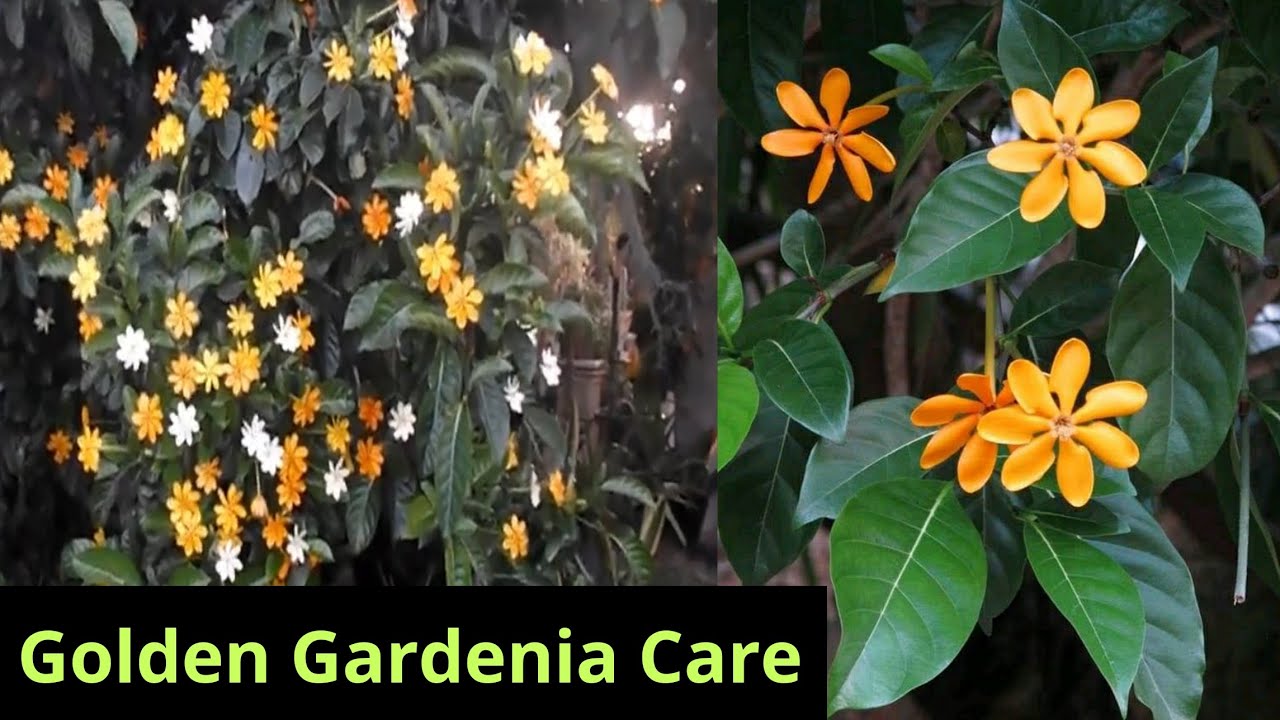 Golden Gardenia / Gandhraj Best Fragrant flower Plant - YouTube