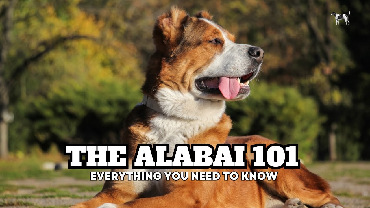 Central Asian Shepherd (Alabai) 101 | Everything You Need To Know About ...