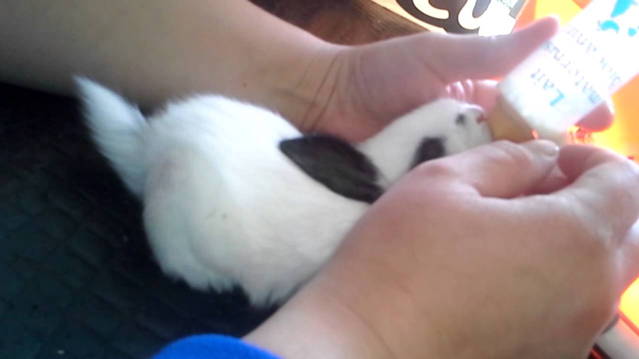 Tete d un bebe lapereau de 4 semaines - YouTube