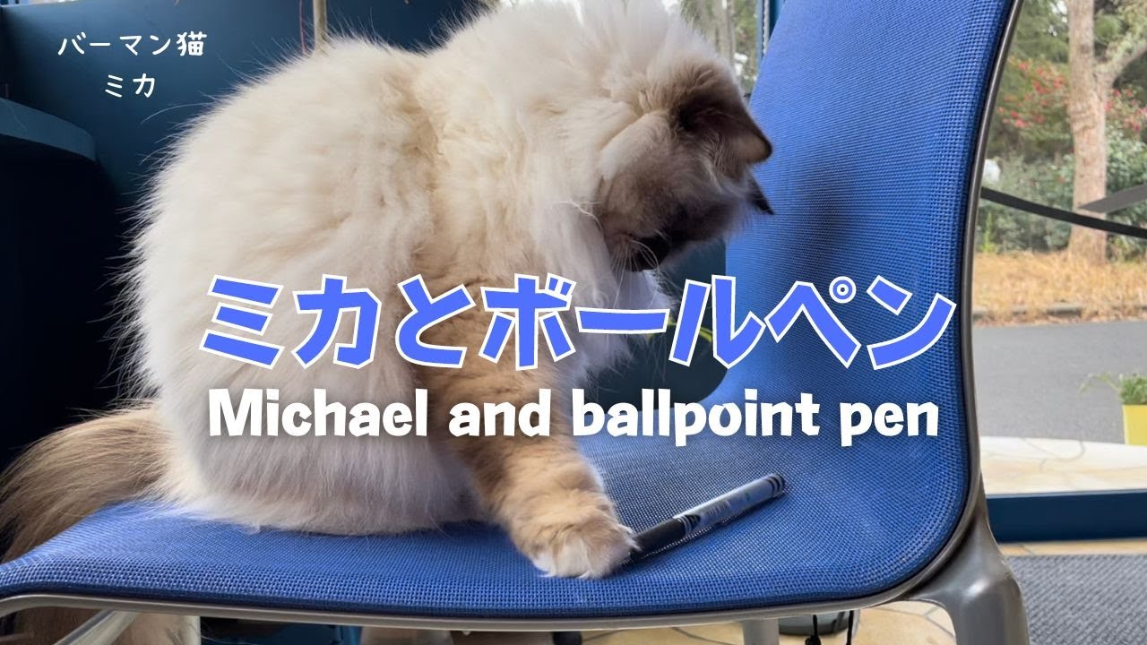 バーマン猫ミカ【ミカとボールペン】Michael and ballpoint pen（バーマン猫）Birman/Cat - YouTube