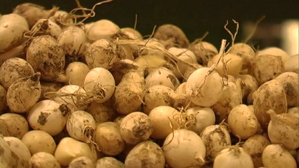 CS Weijers en Zonen, de specialist voor de levering van bijzondere bol ...