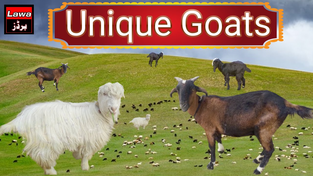 beautiful unique goats - YouTube