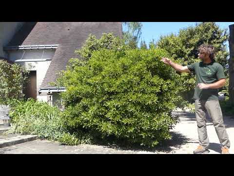 Tutoriel de taille d'entretien d'un Fusain du Japon en forme de boule ...