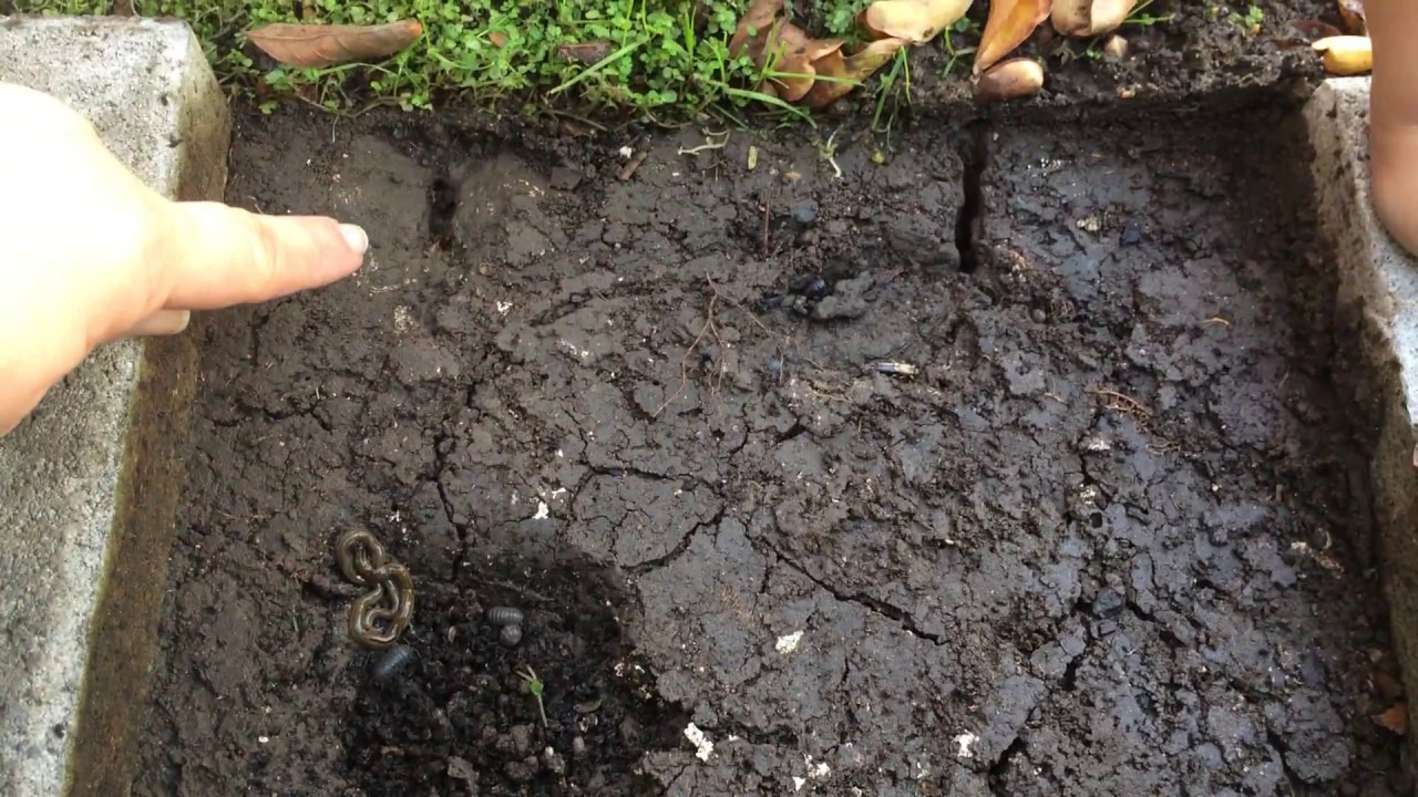 Identifying Insects In The Soil - YouTube