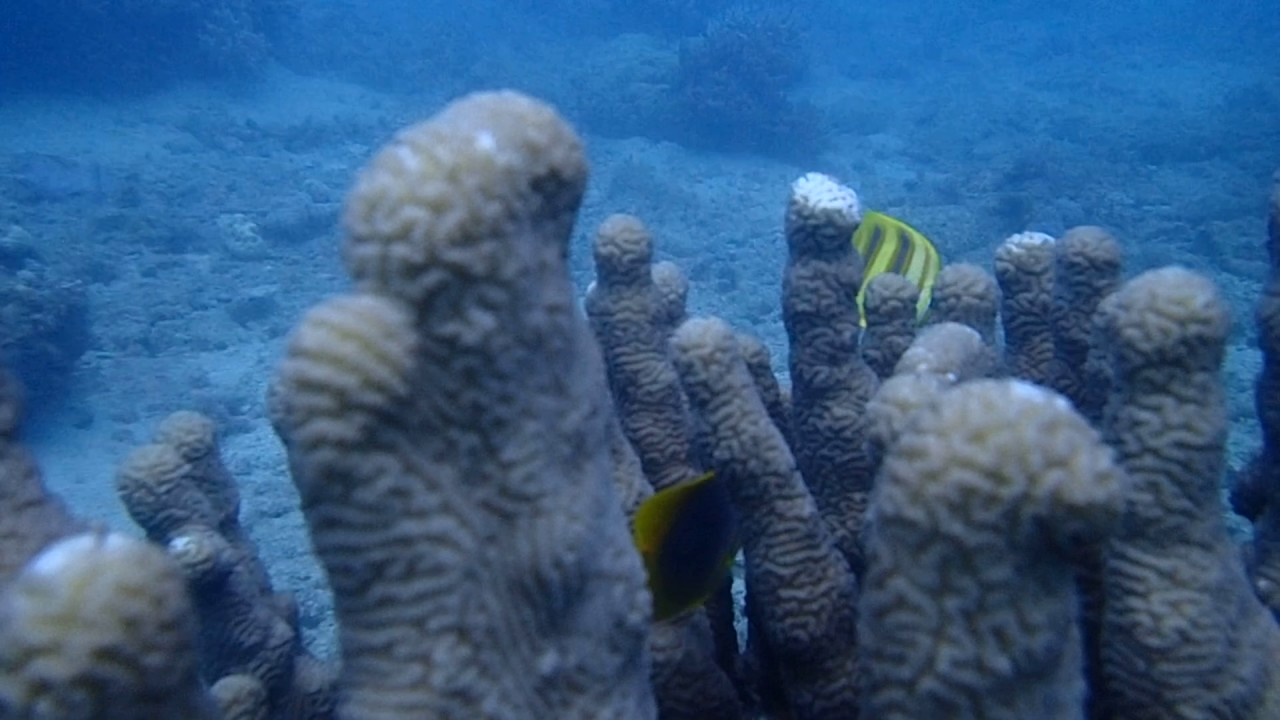 Coral formations - YouTube