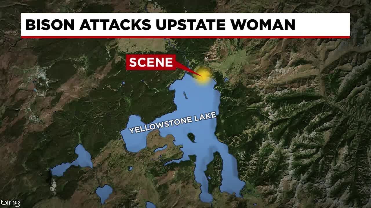 Upstate woman injured following bison attack at Yellowstone State Park ...