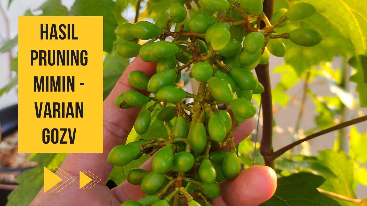 Mudahnya Pruning Anggur Part II || Hasil Pruning anggur Kesayangan ...