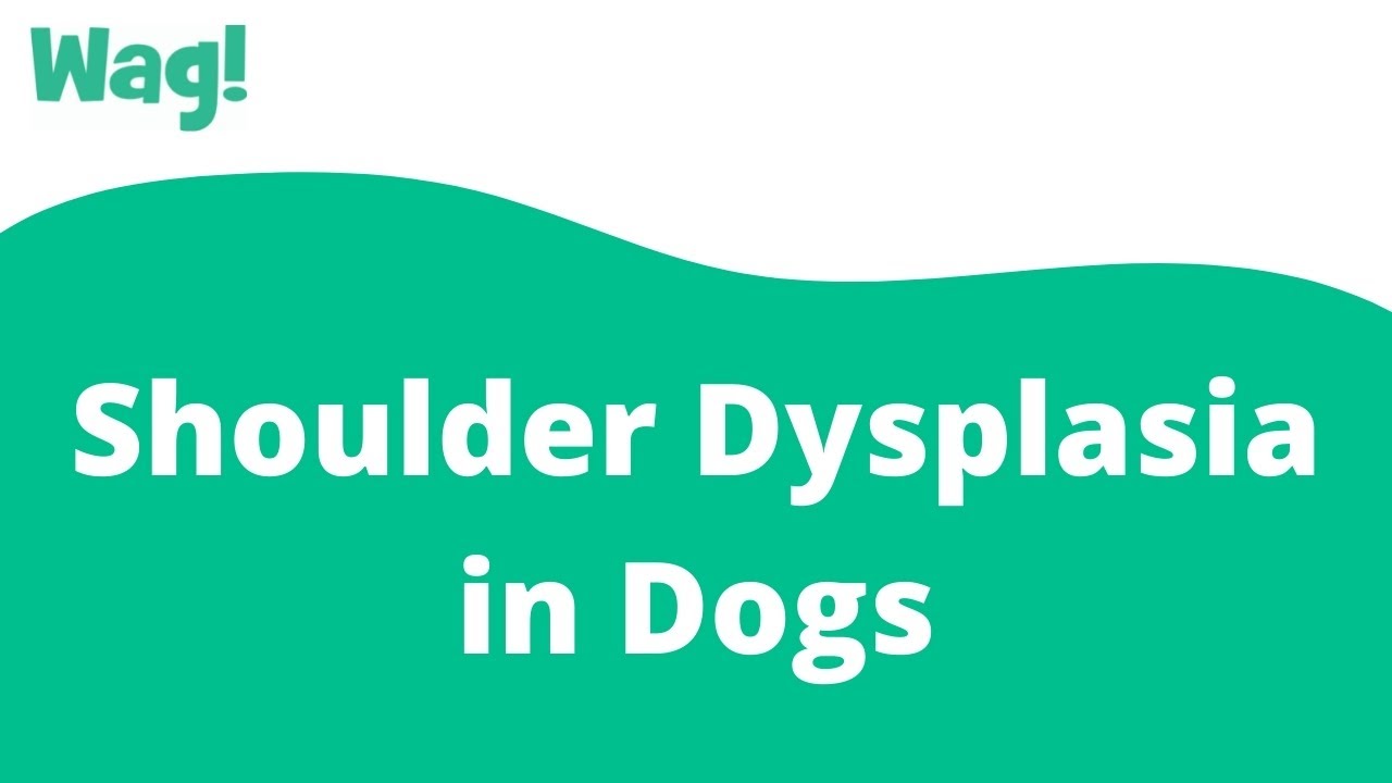 Shoulder Dysplasia in Dogs | Wag! - YouTube