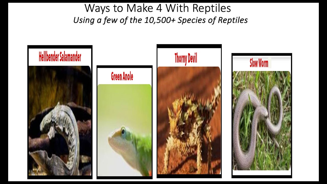 Fun With Numbers by Adding Ways to Make 4 With Reptiles #2 (4 videos ...