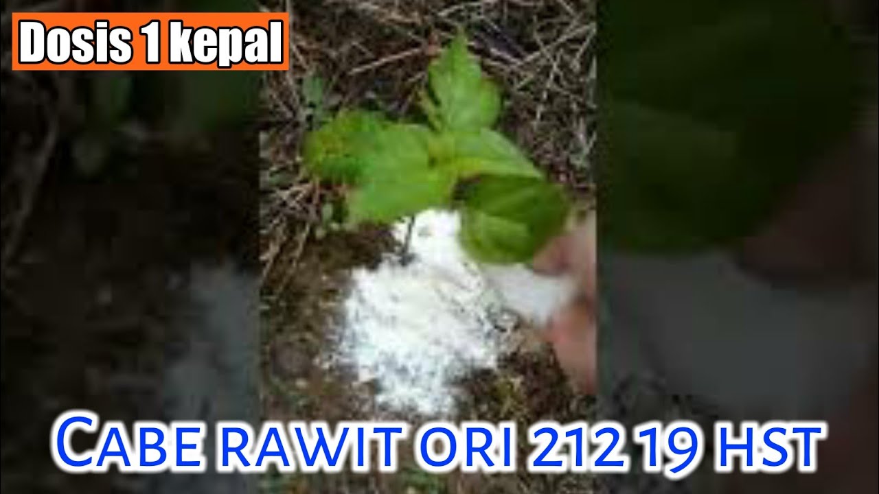 cabe rawit ori 212 umur 19 hst - YouTube