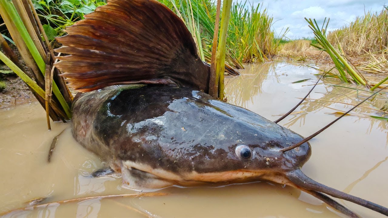 Awesome Fishing, Best Fishing - catch a lot of fish & pick eggs at rice ...