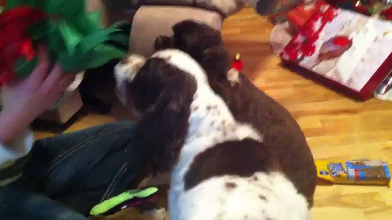 Dogs Open Christmas Gifts Funny Must See - YouTube
