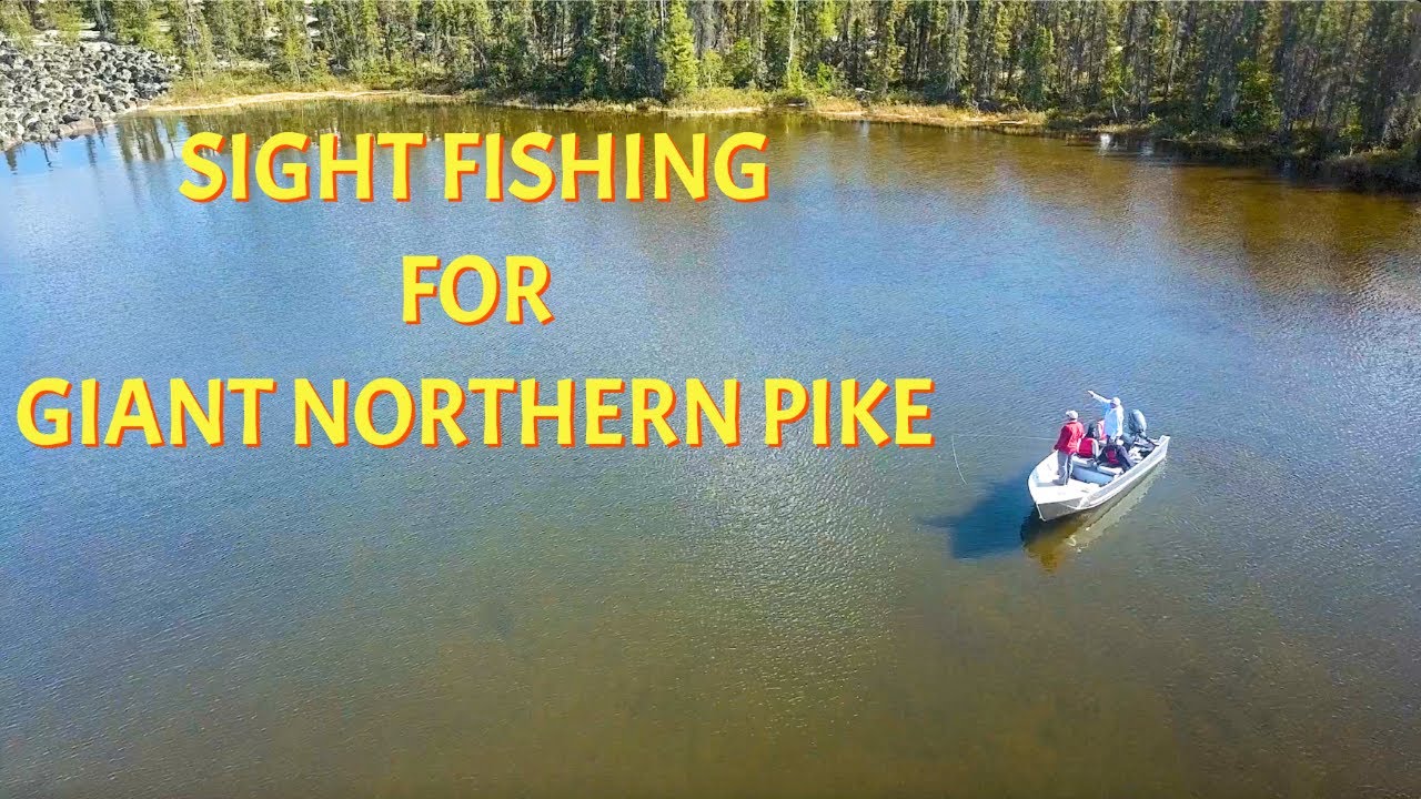 Sight Fishing Giant Pike in Shallow Water - YouTube