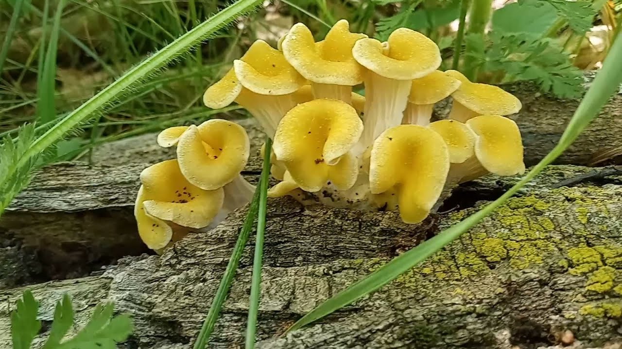 Can’t Miss The Golden Oyster Mushrooms! Delicious & invasive! #foraging ...