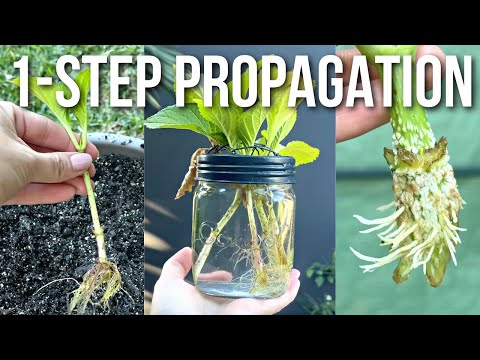 How Do You Root Hydrangea Cuttings In Water