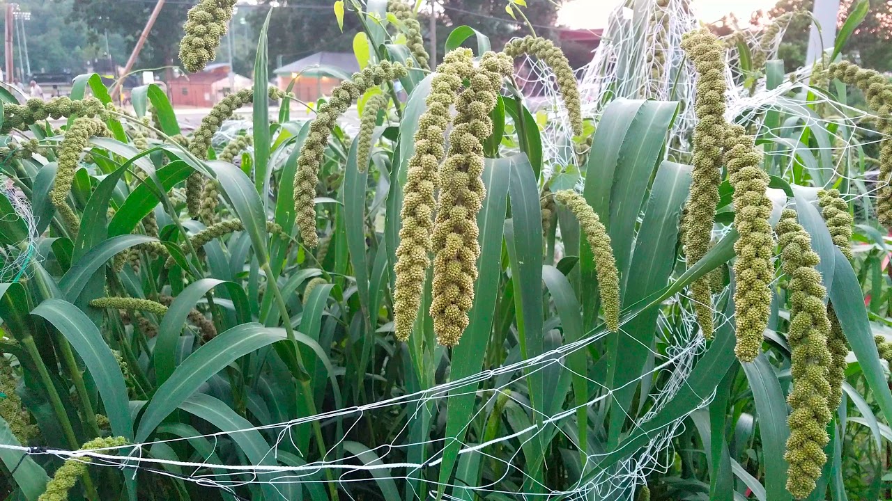 Millet Spray - YouTube
