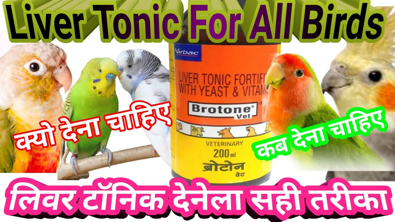 Brotone Liver syrup for birds | Liver Tonic for Budgies | Best Liver ...