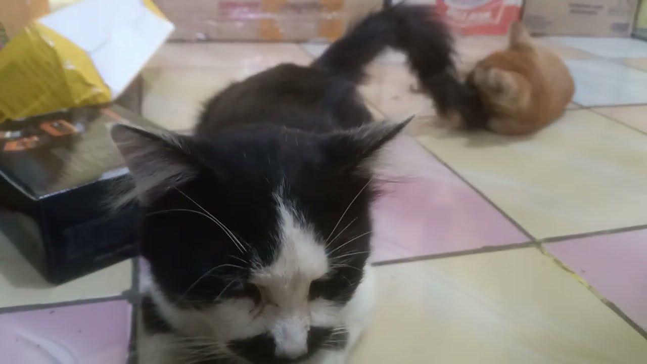 yellow kitten loves to play with cat daddy's tail - YouTube