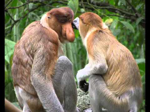 HEYVANLAR ALEMI - YouTube