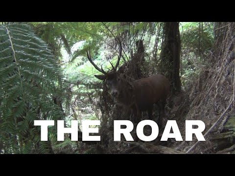 Bush stalking deer in the Roar ( Patreon Release )