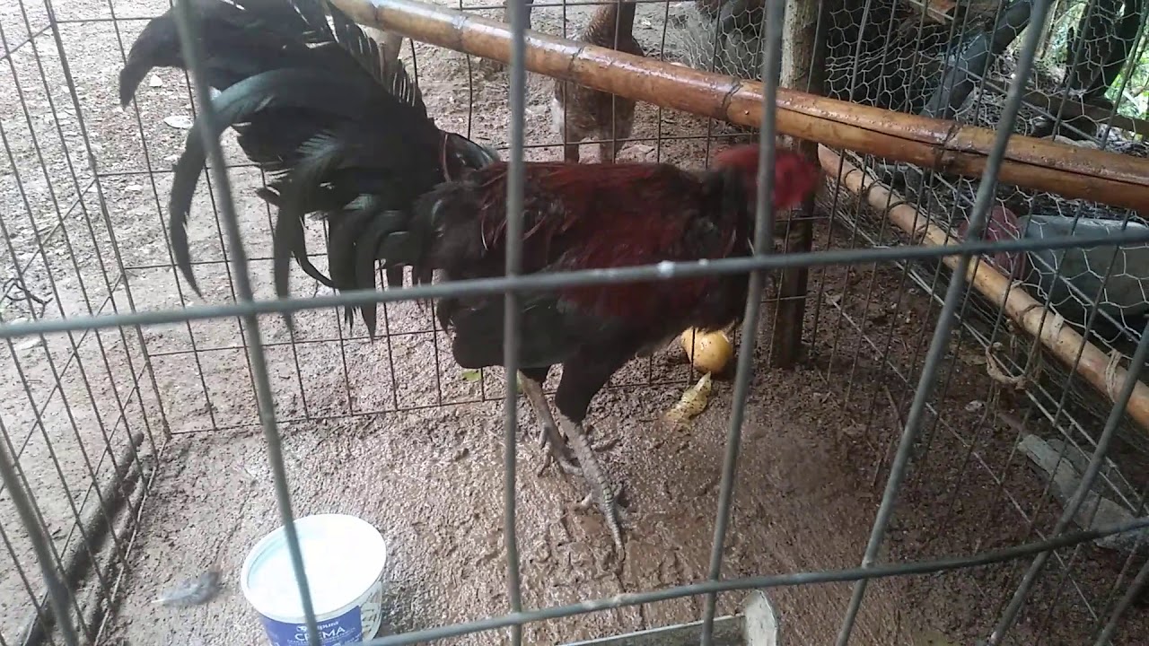 Almorzando al 💯 - YouTube