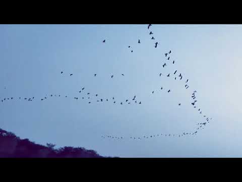 Birds Flying Across blue Sky | Beautiful Group of Heron
