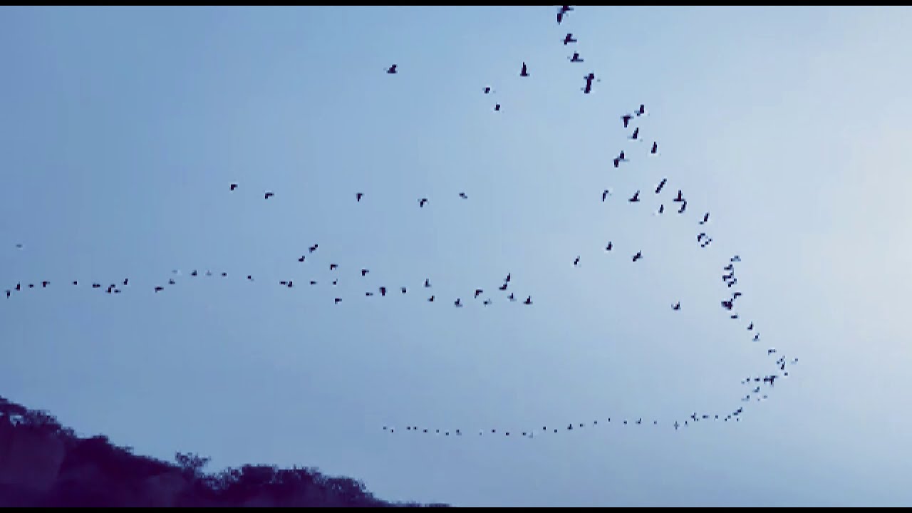 Birds Flying Across blue Sky | Beautiful Group of Heron - YouTube
