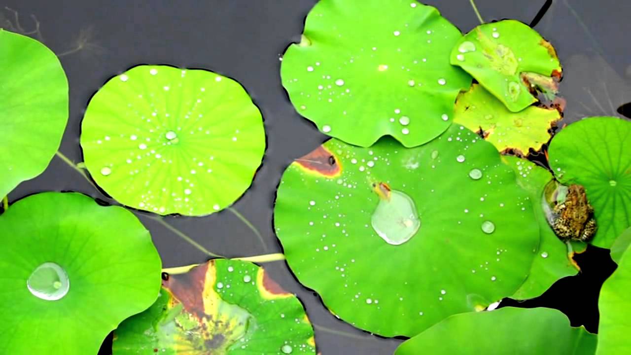 Copy of Frog is a Frog by Dr. Leo Araneta Reyes - YouTube