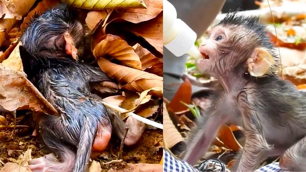 Poor baby monkey abandoned by mother monkey is lucky to be given some ...