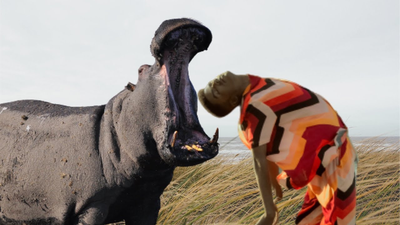 Why Are Hippos So Strong? (how strong and powerful are hippos Charge ...