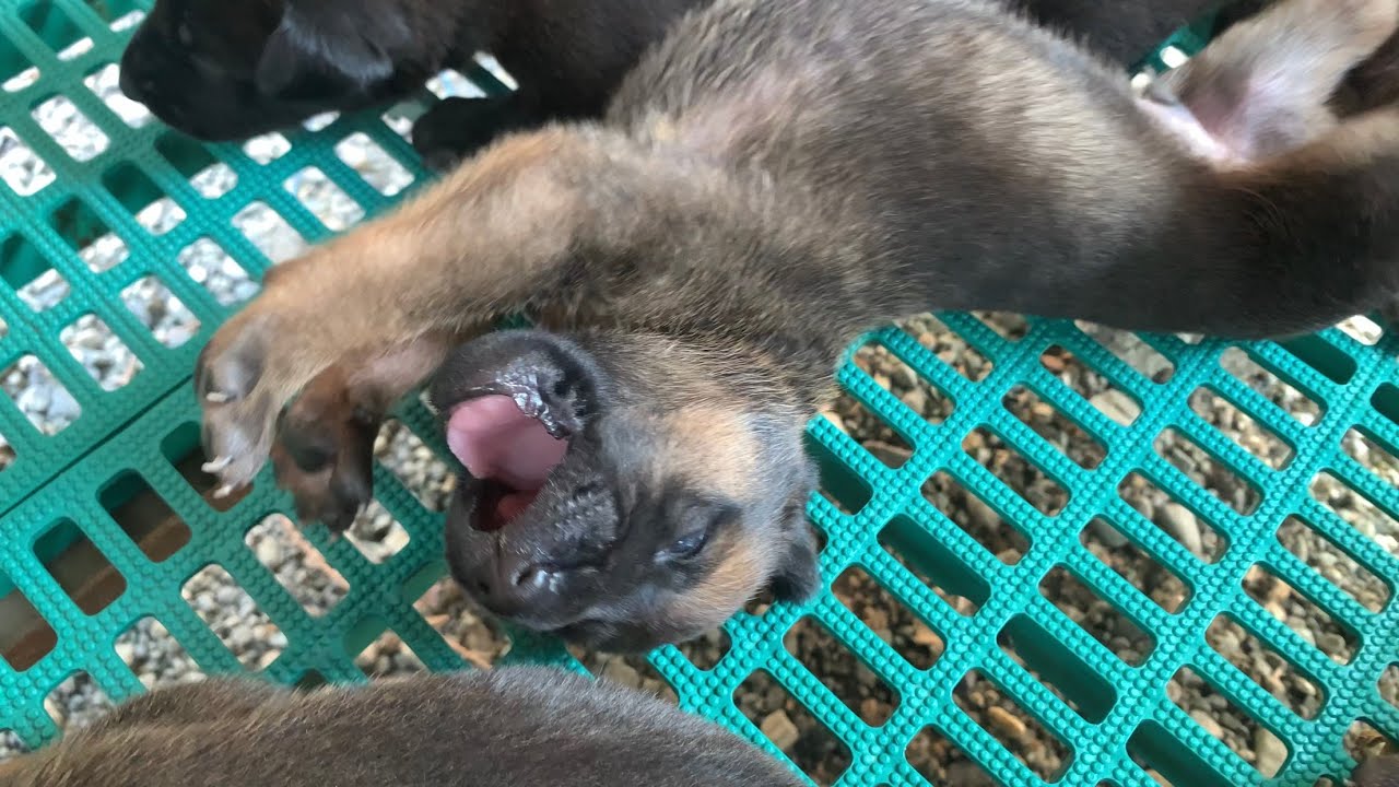 dobernois puppies - YouTube