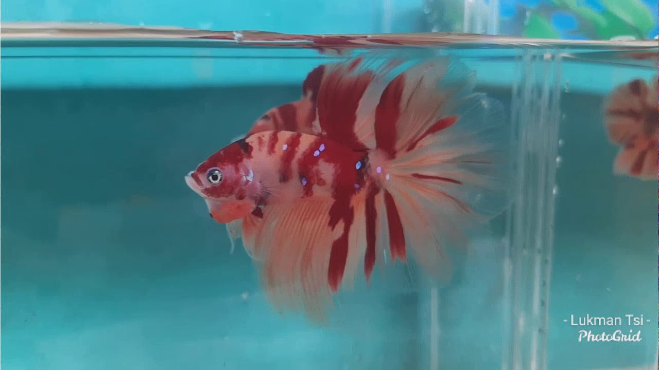 Betta candy - YouTube