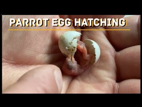 parrot egg hatching - YouTube